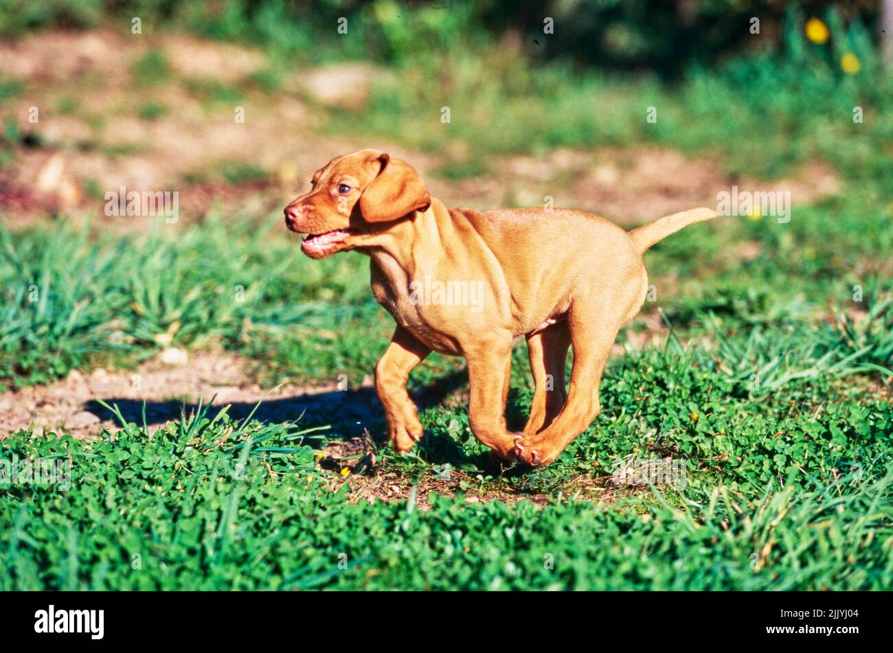 Vizsla puppy running outside in field Stock Photo - Alamy