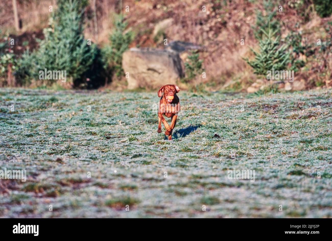 Running carrying ball hi-res stock photography and images - Alamy