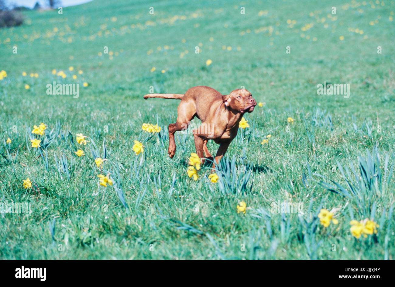 Running flowers hi-res stock photography and images - Alamy
