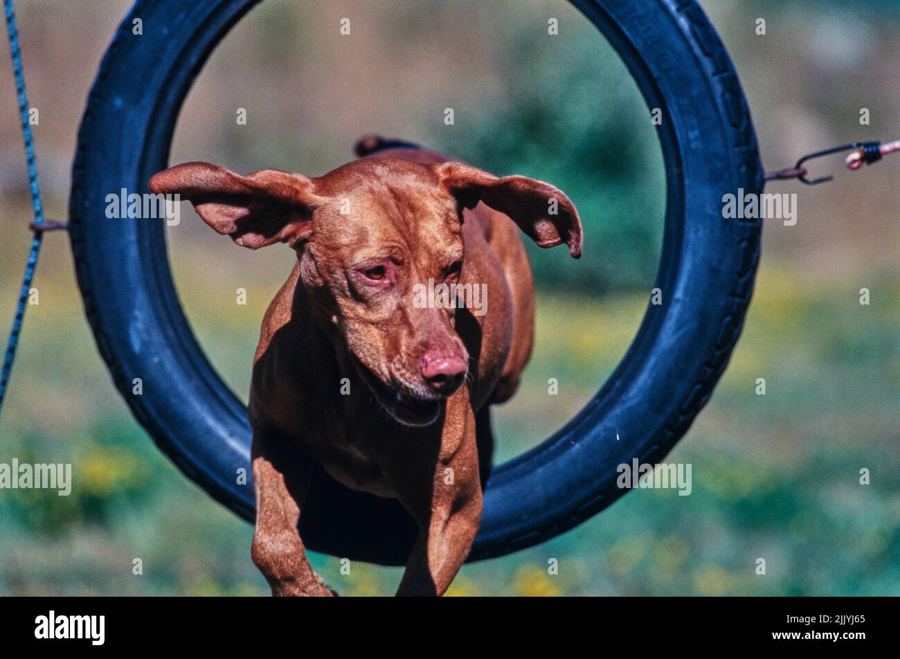 Vizsla jumping through tire on obstacle course outside Stock Photo - Alamy