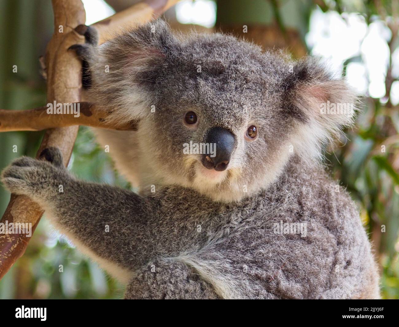 A closeup portrait of an adorable sweet young Koala with sparkling eyes ...