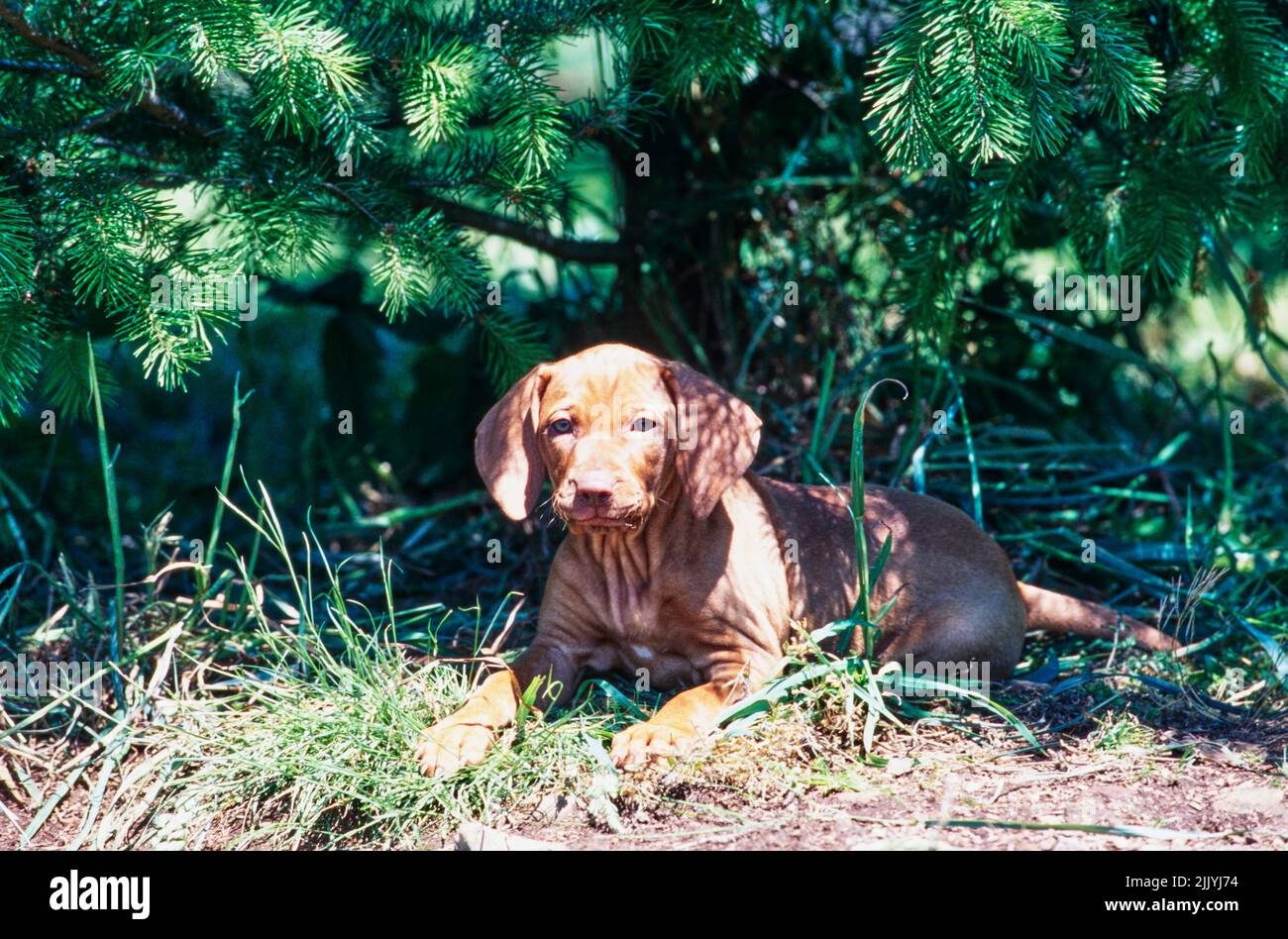 Laying tree hi-res stock photography and images - Alamy