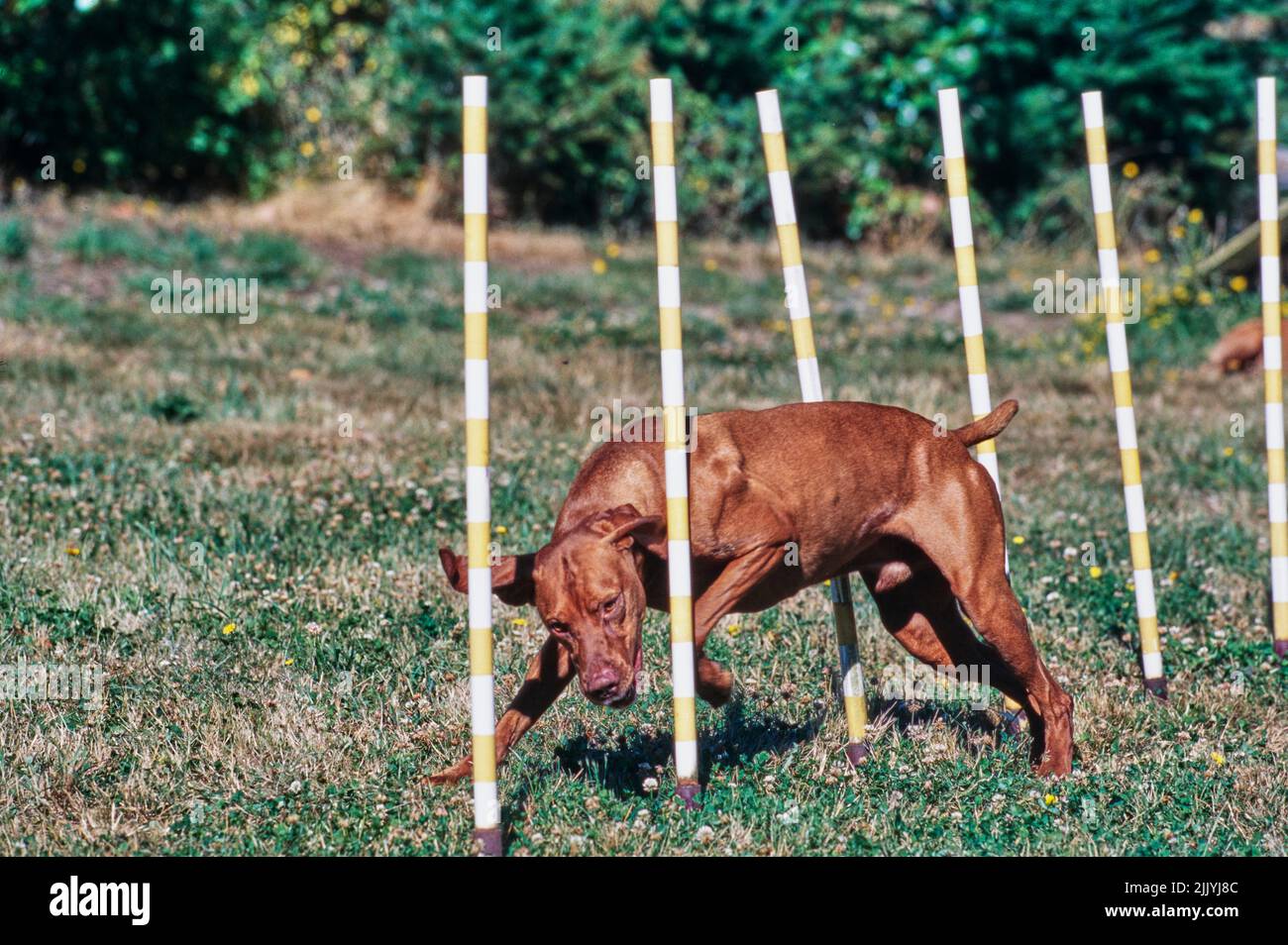 Obstacle poles hi-res stock photography and images - Alamy