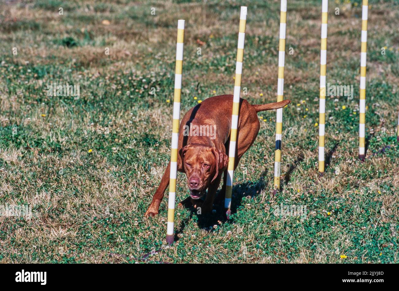 Vizsla running through obstacle course poles outside Stock Photo - Alamy