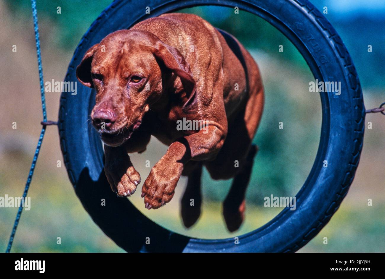 Vizsla jumping through tire on obstacle course outside Stock Photo - Alamy