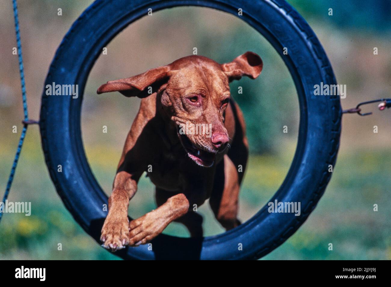 Vizsla Jumping at Corrina Davis blog