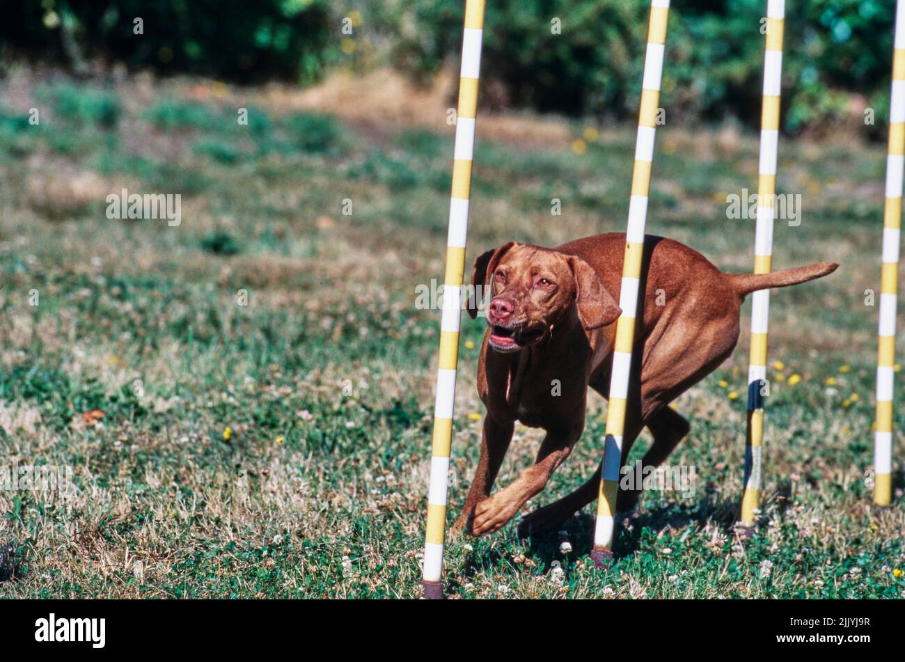 Obstacle running hi-res stock photography and images - Alamy