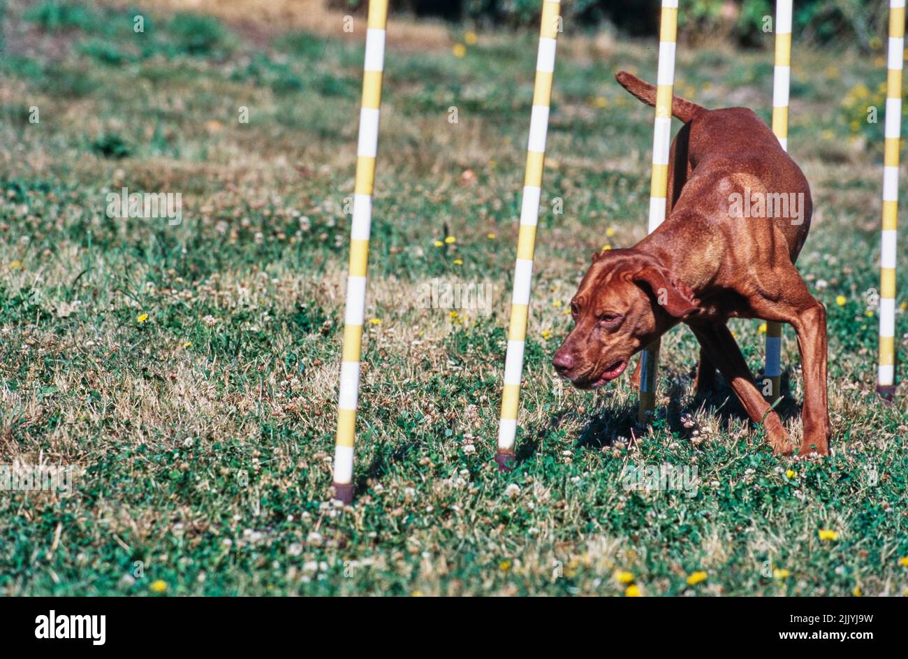 Obstacle running hi-res stock photography and images - Alamy