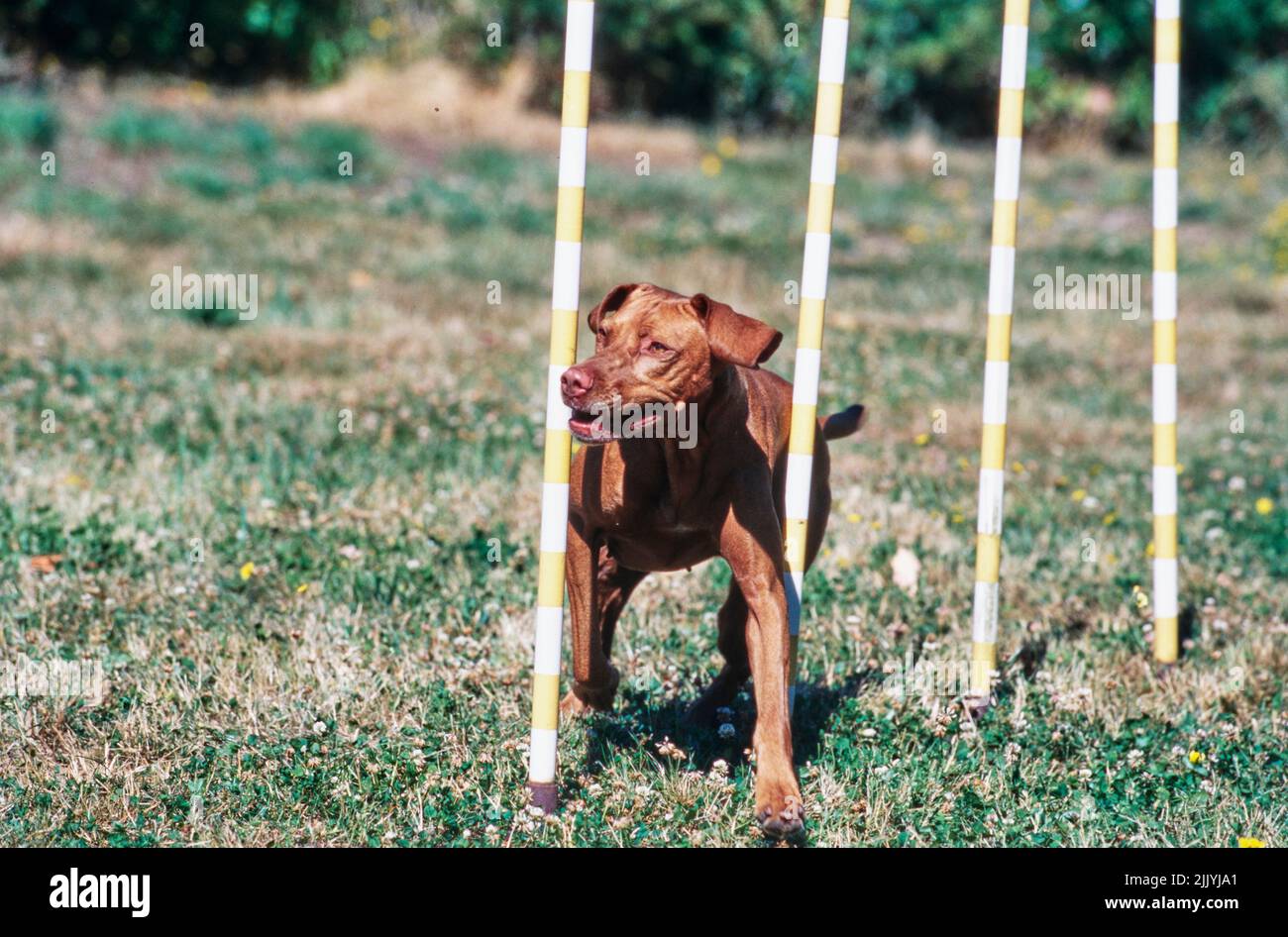 Obstacle running hi-res stock photography and images - Alamy