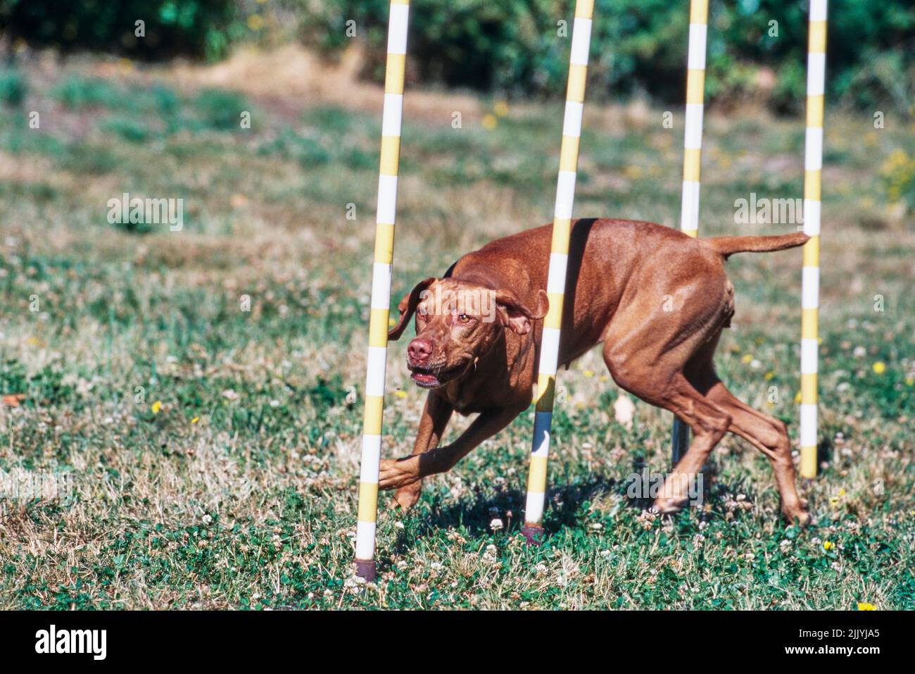 Vizsla running through obstacle course poles outside Stock Photo - Alamy