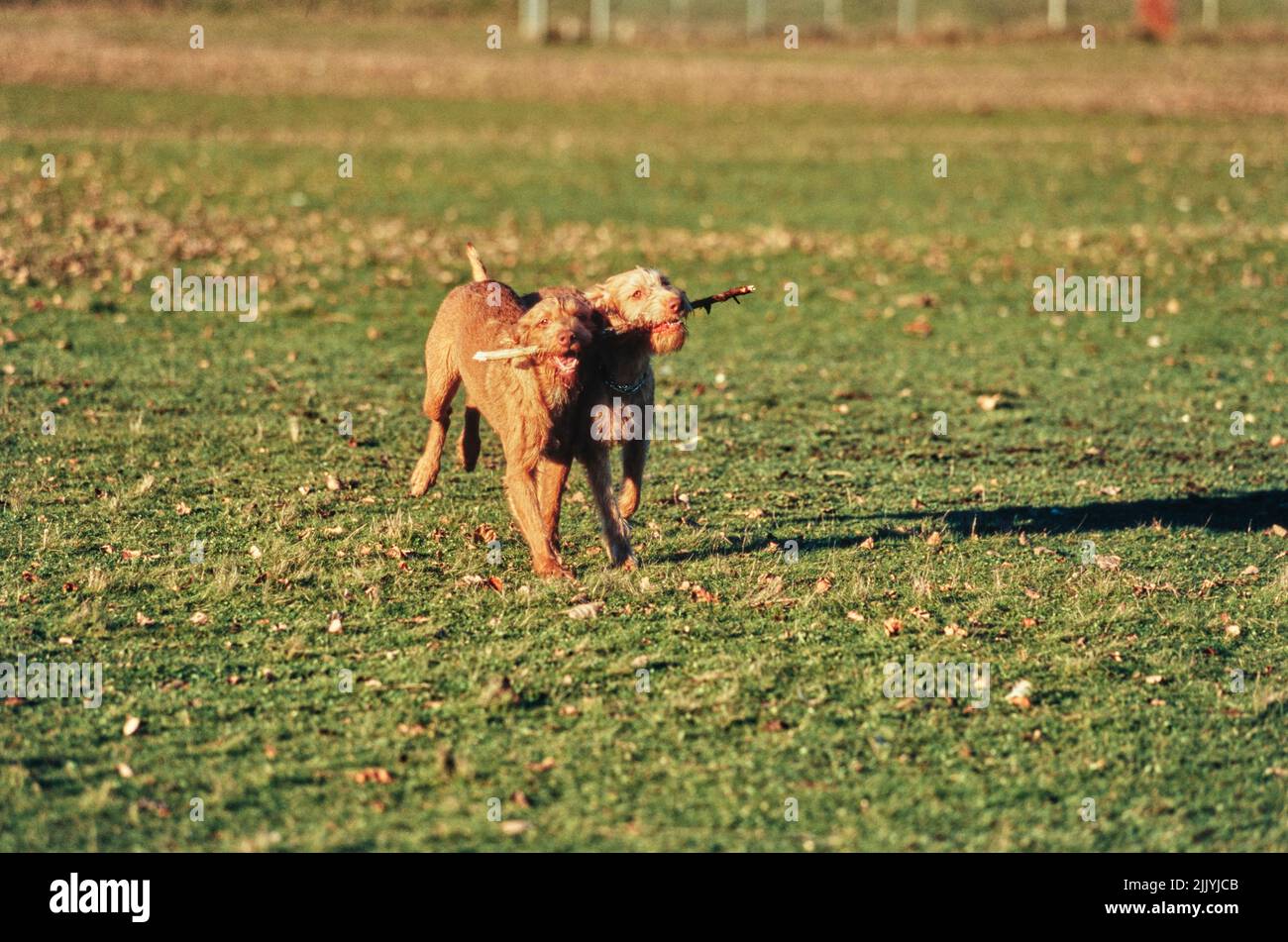 Two Vizslas running outside in grass carrying long stick in their ...