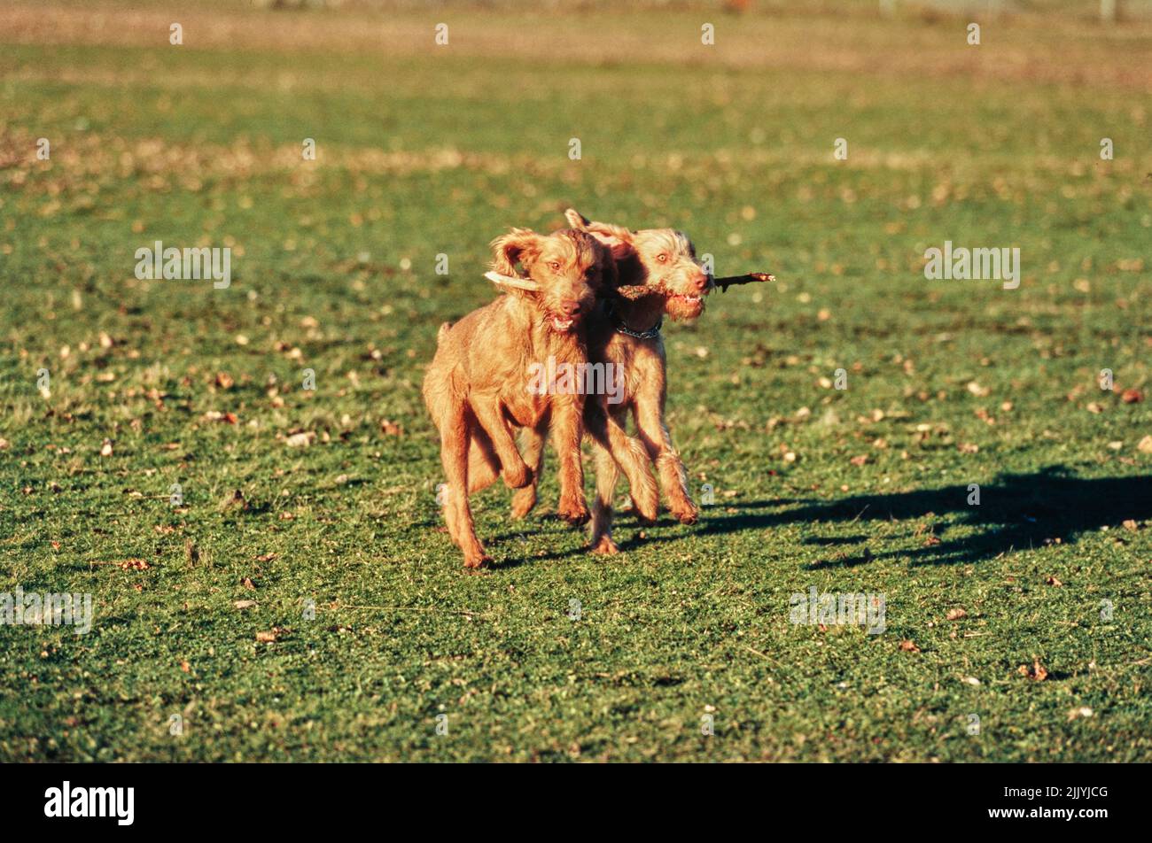 Two Vizslas running outside in grass carrying long stick in their ...