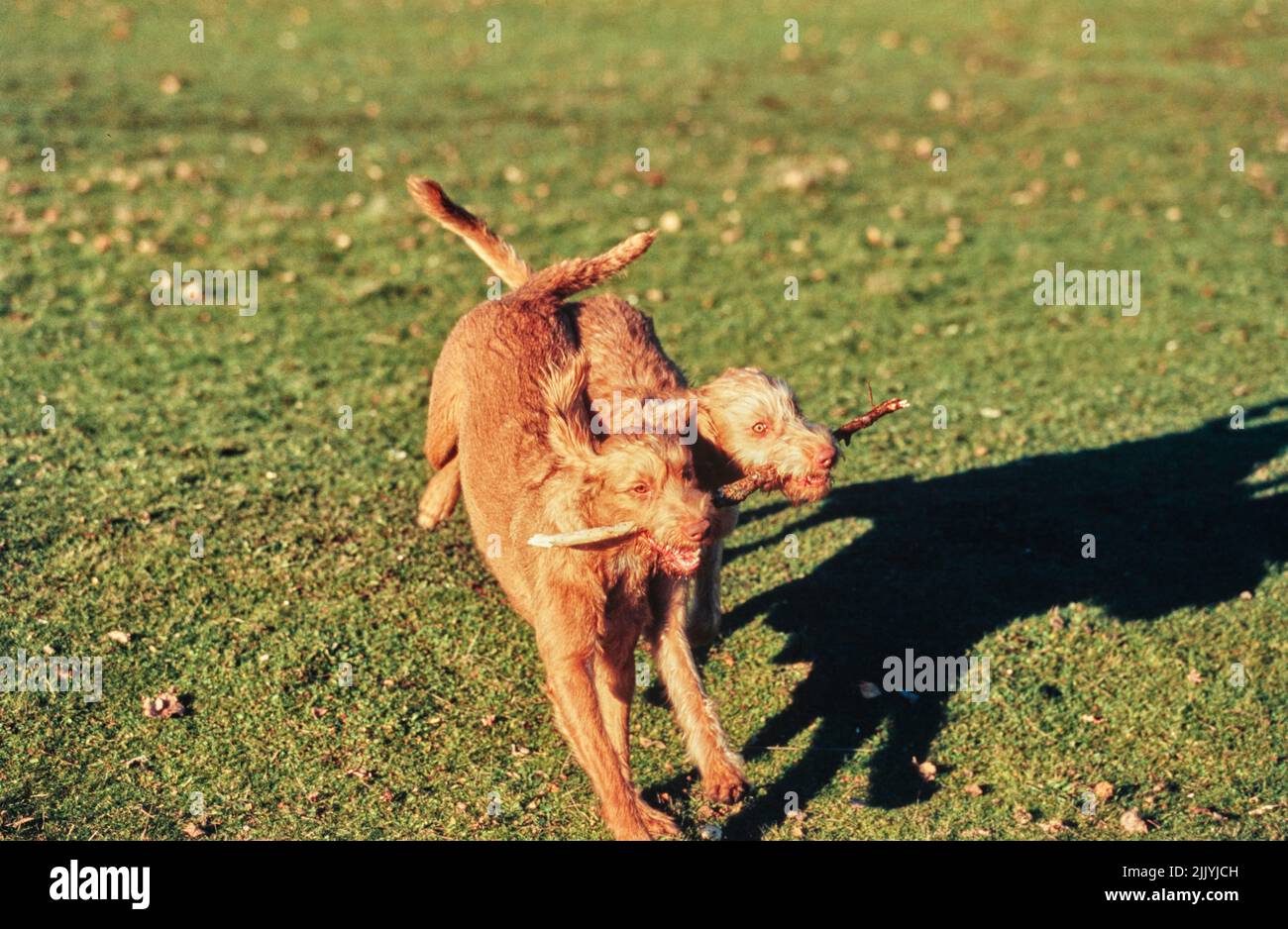 Two Vizslas running outside in grass carrying long stick in their ...