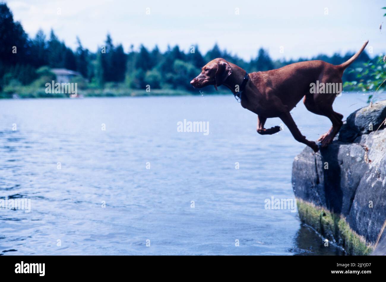 Vizsla Jumping at Corrina Davis blog