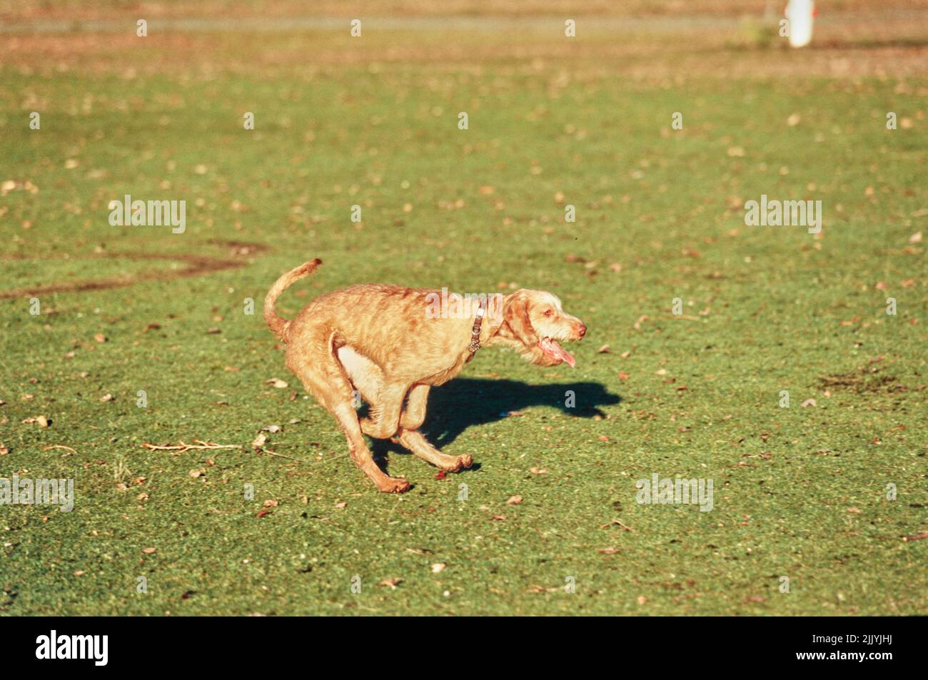 Vizsla running outside in grass Stock Photo - Alamy