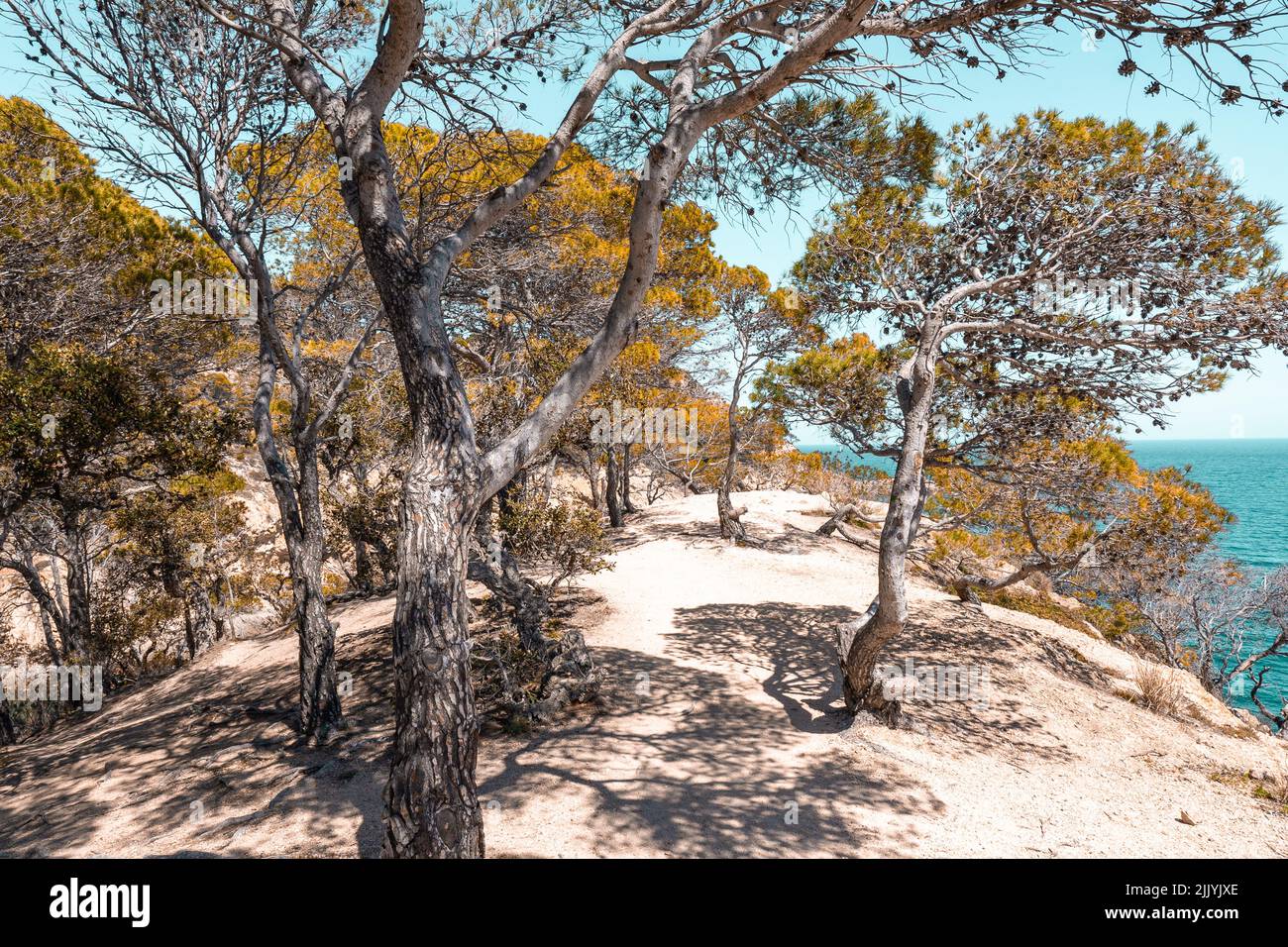 Hill with hot and dry environment on the coast of Spain. Trees giving ...