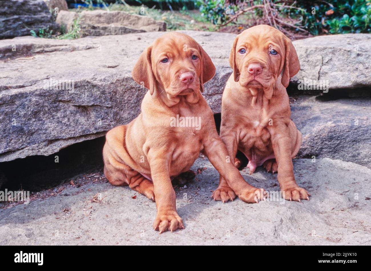 Two Vizsla puppies sitting on stone Stock Photo - Alamy