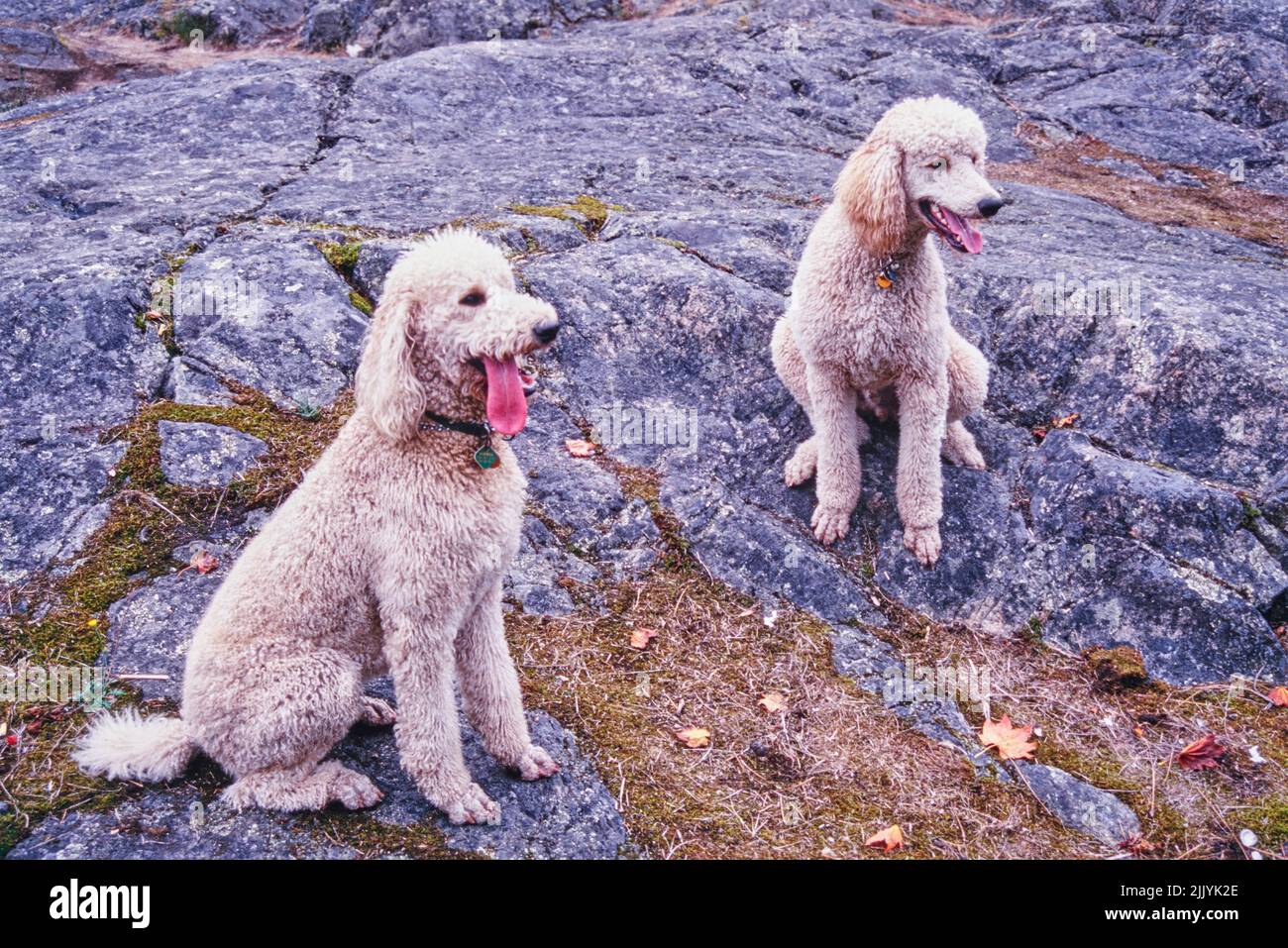 Two standard poodle dogs on rocky terrain Stock Photo - Alamy
