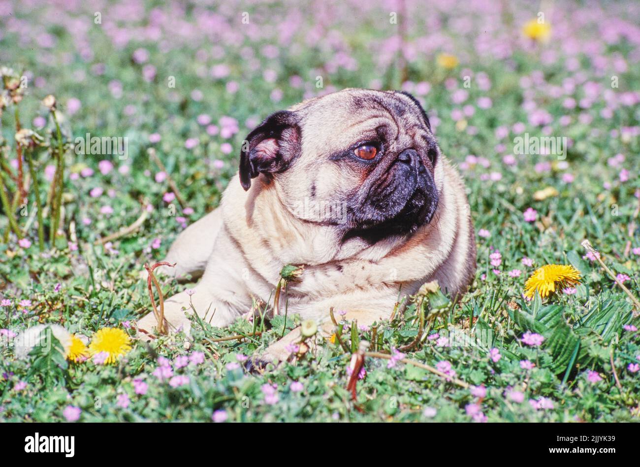 A pug in grass Stock Photo - Alamy