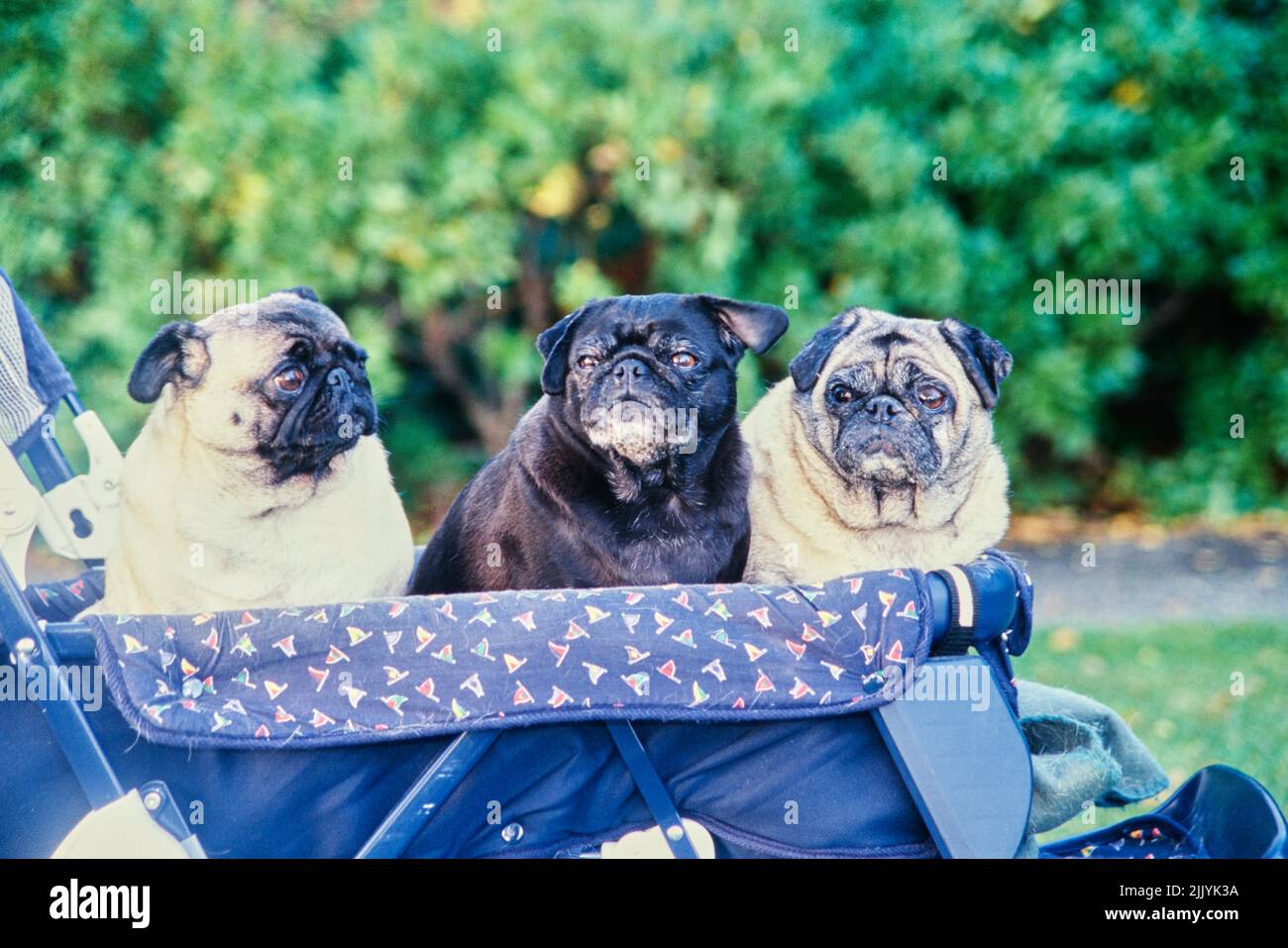 Three pug dogs and a baby carriage Stock Photo - Alamy