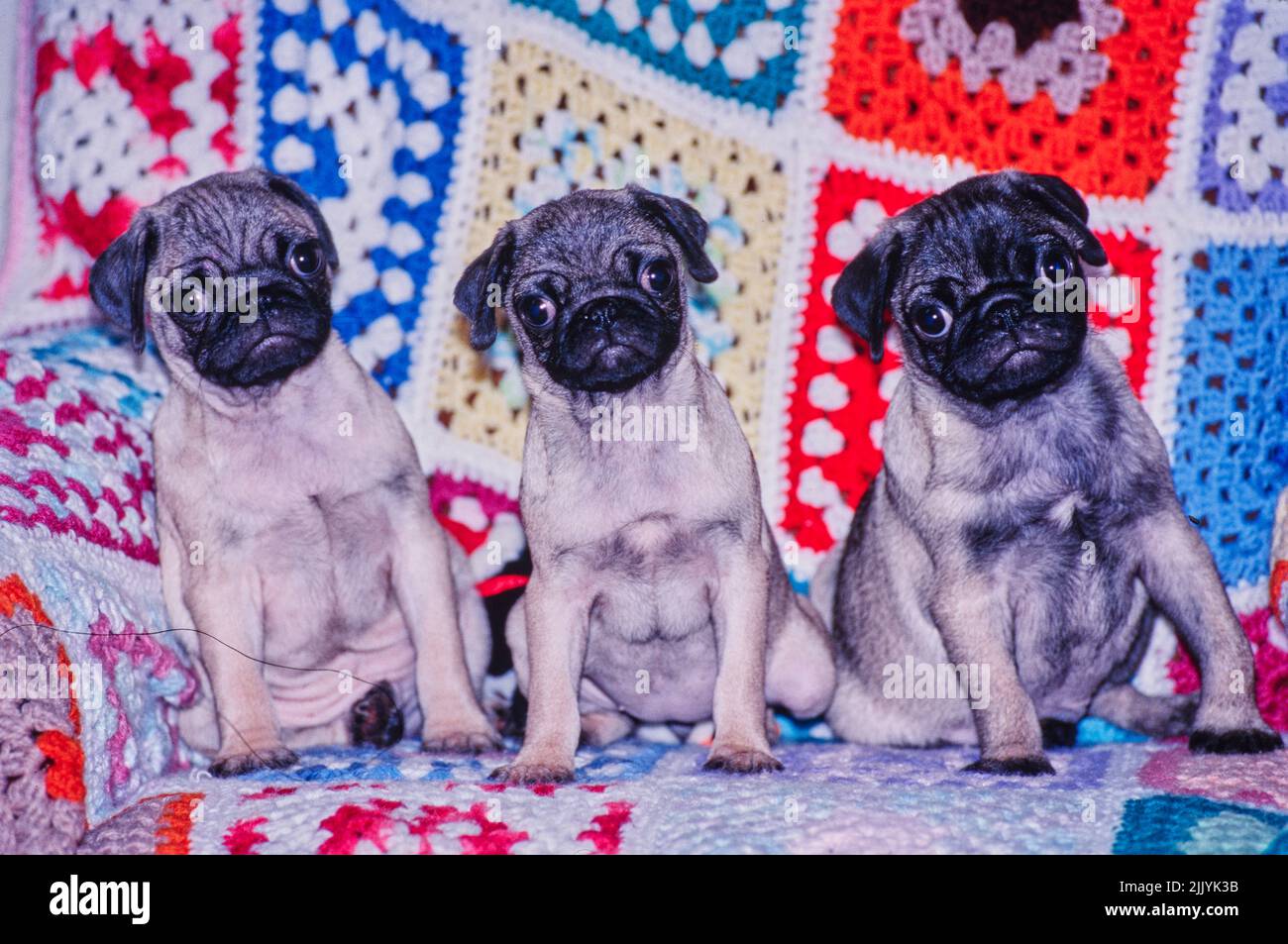 Three pug dogs on a knit blanket Stock Photo - Alamy