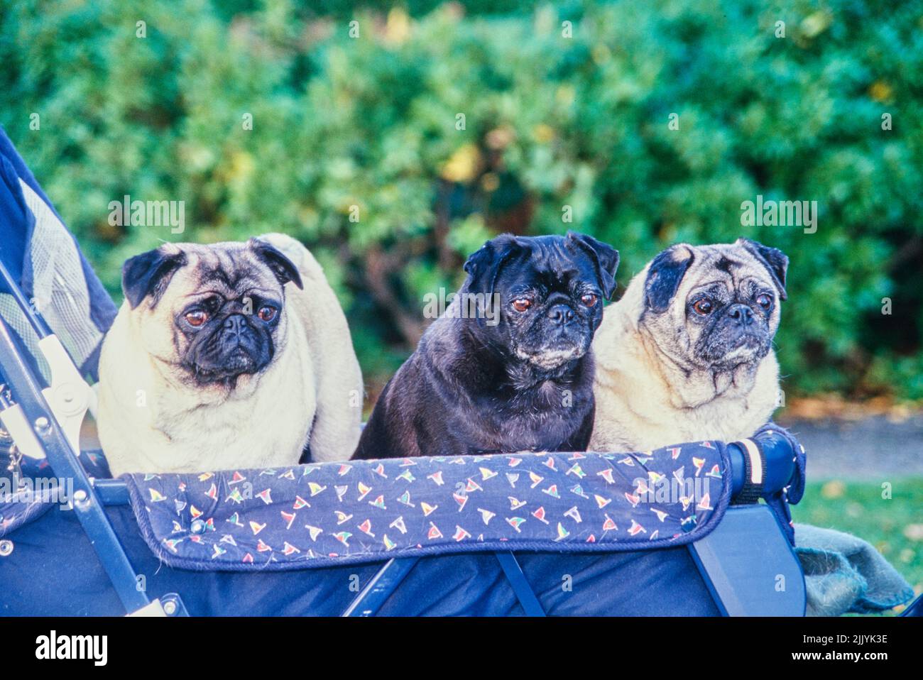 Three pug dogs and a baby carriage Stock Photo - Alamy