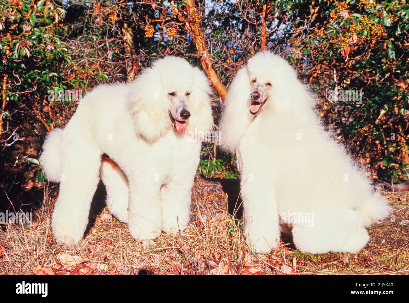 Two standard poodle dogs in dry grass Stock Photo - Alamy