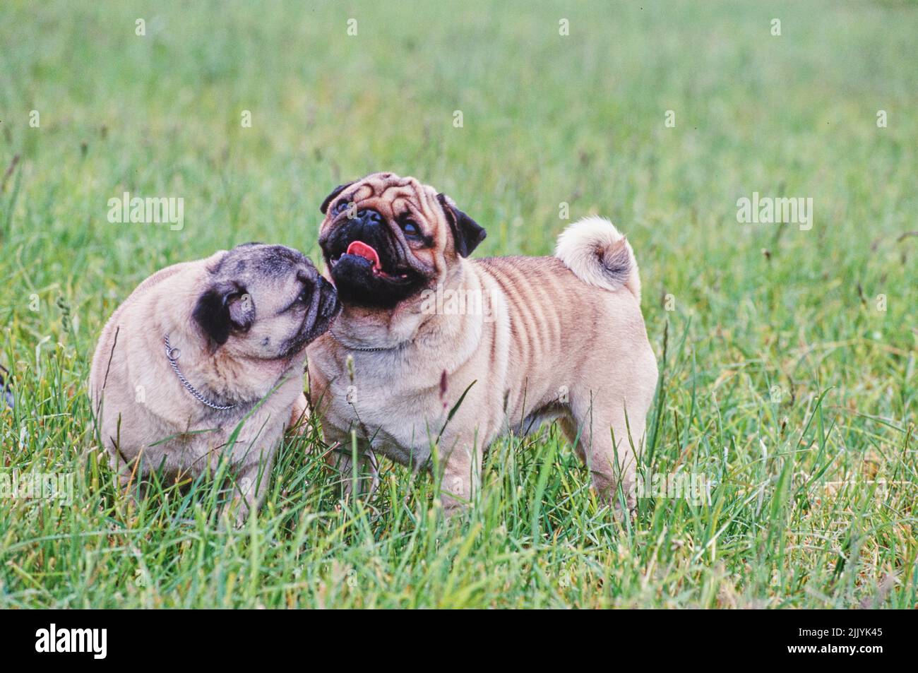 Two pug dogs in grass Stock Photo - Alamy