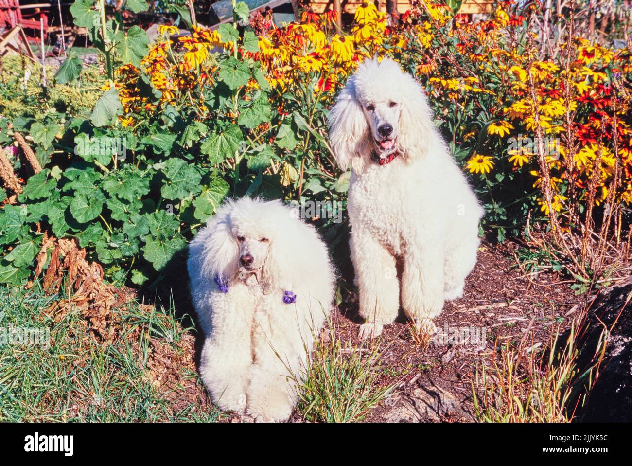 Two standard poodle dogs in a garden Stock Photo - Alamy