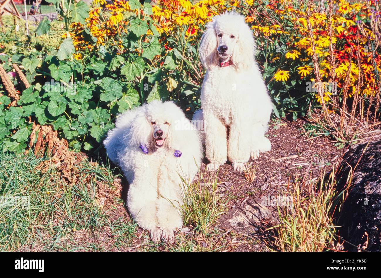 Poodle garden hi-res stock photography and images - Alamy