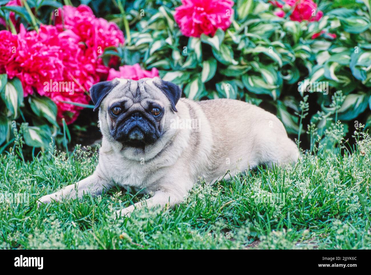 A pug in grass Stock Photo - Alamy