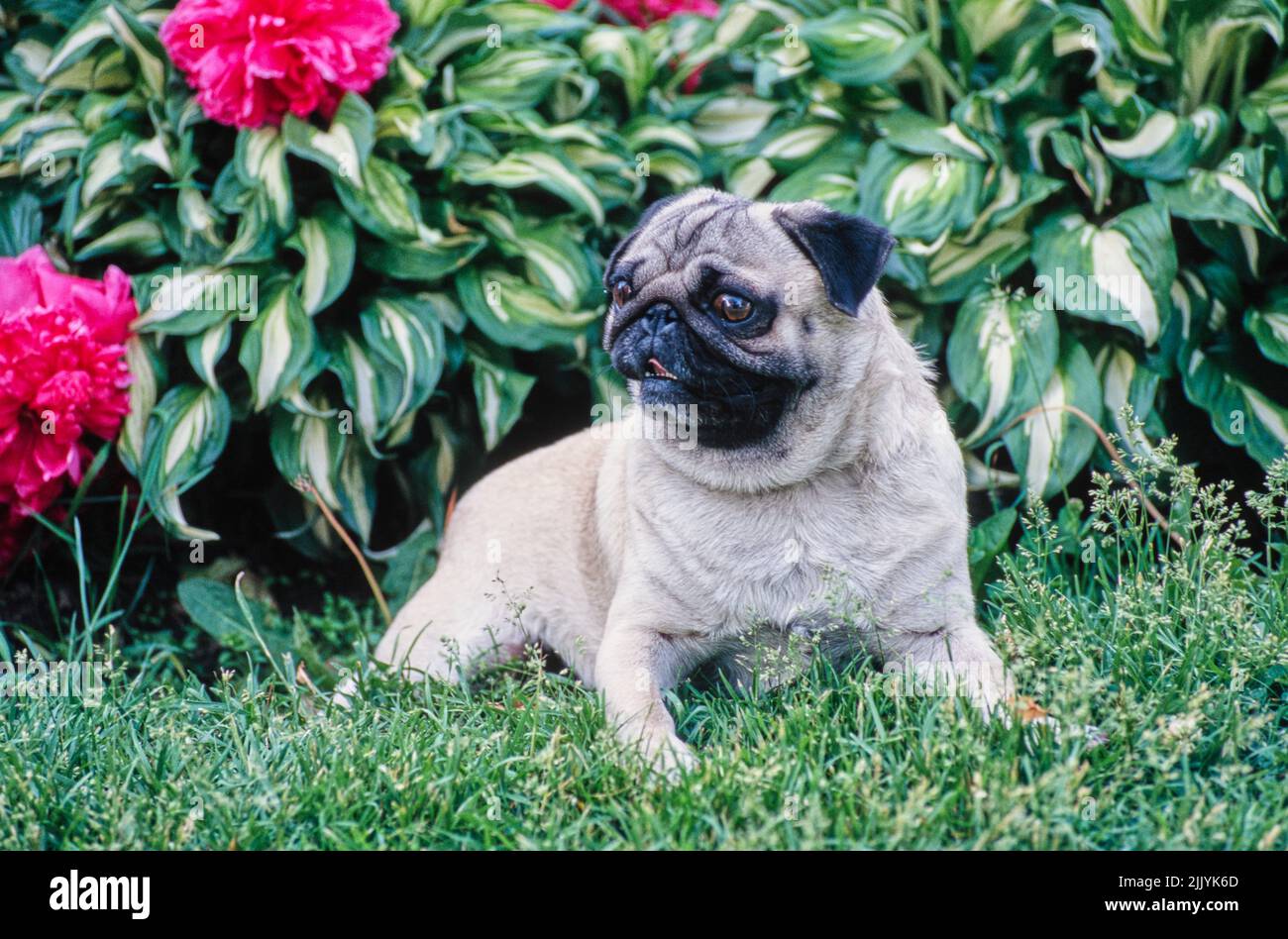 A pug in grass Stock Photo - Alamy