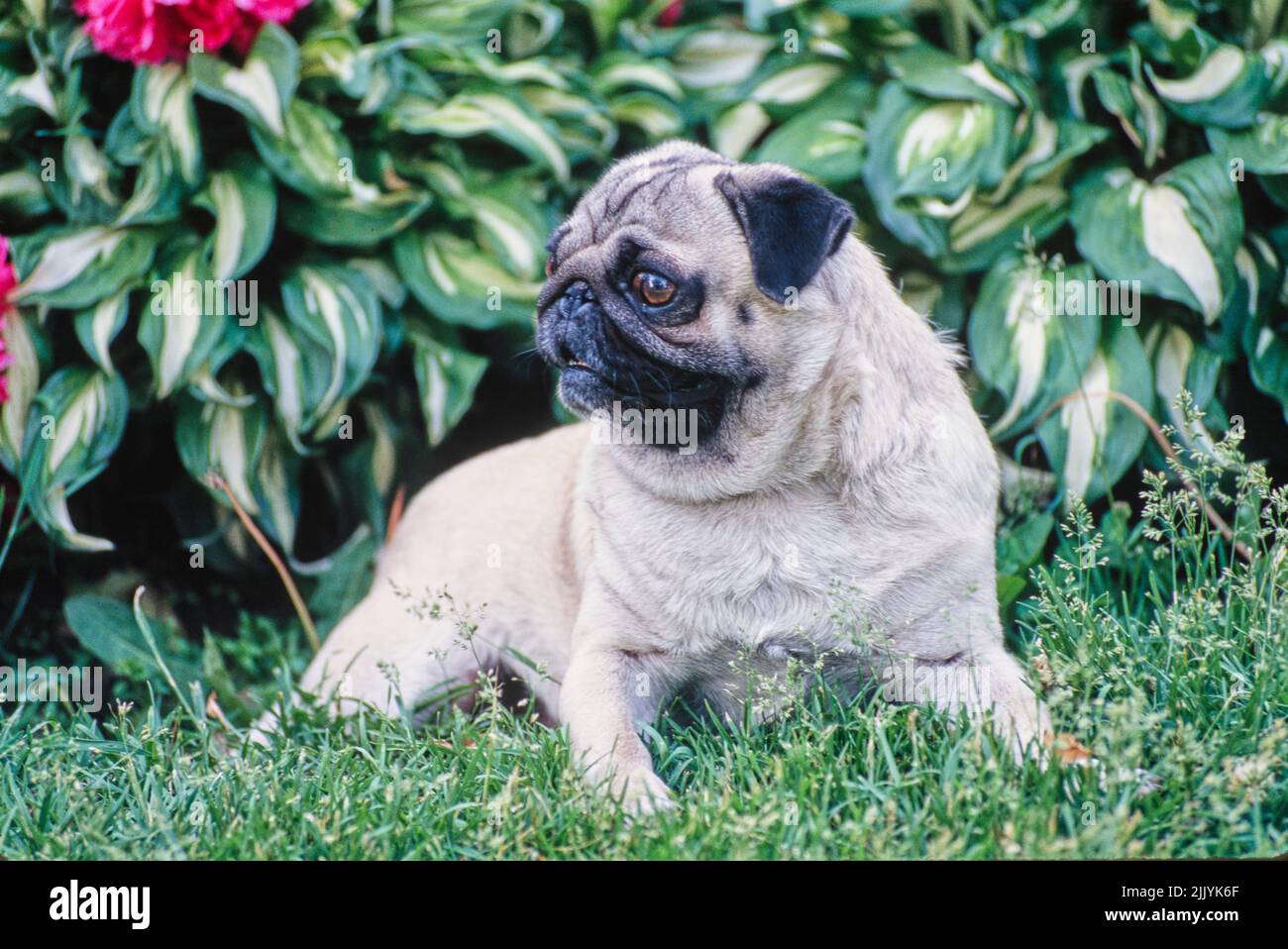 A pug in grass Stock Photo - Alamy