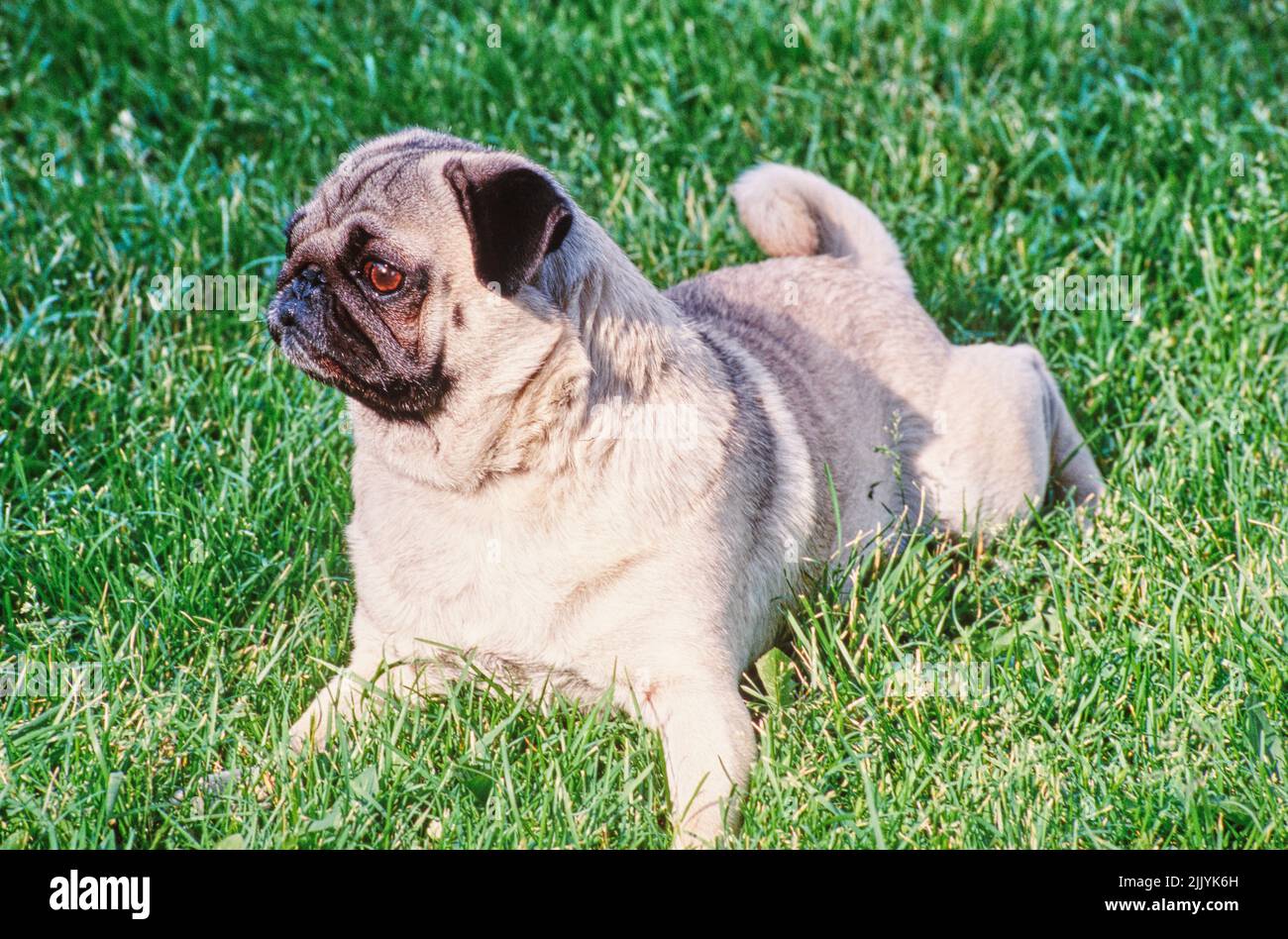 Furry pug hi-res stock photography and images - Alamy