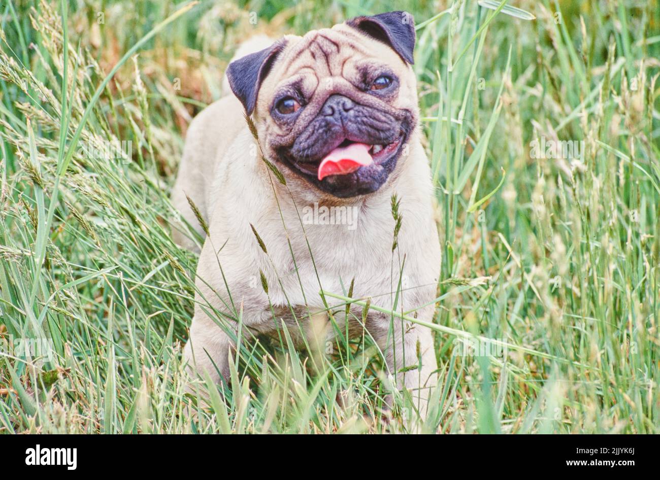 A pug in grass Stock Photo - Alamy