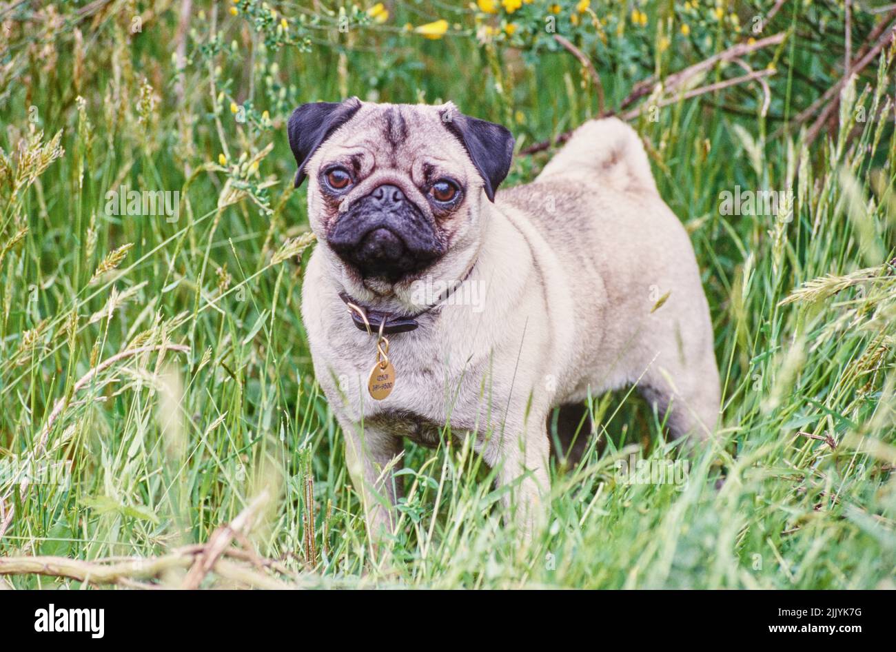 A pug in grass Stock Photo - Alamy