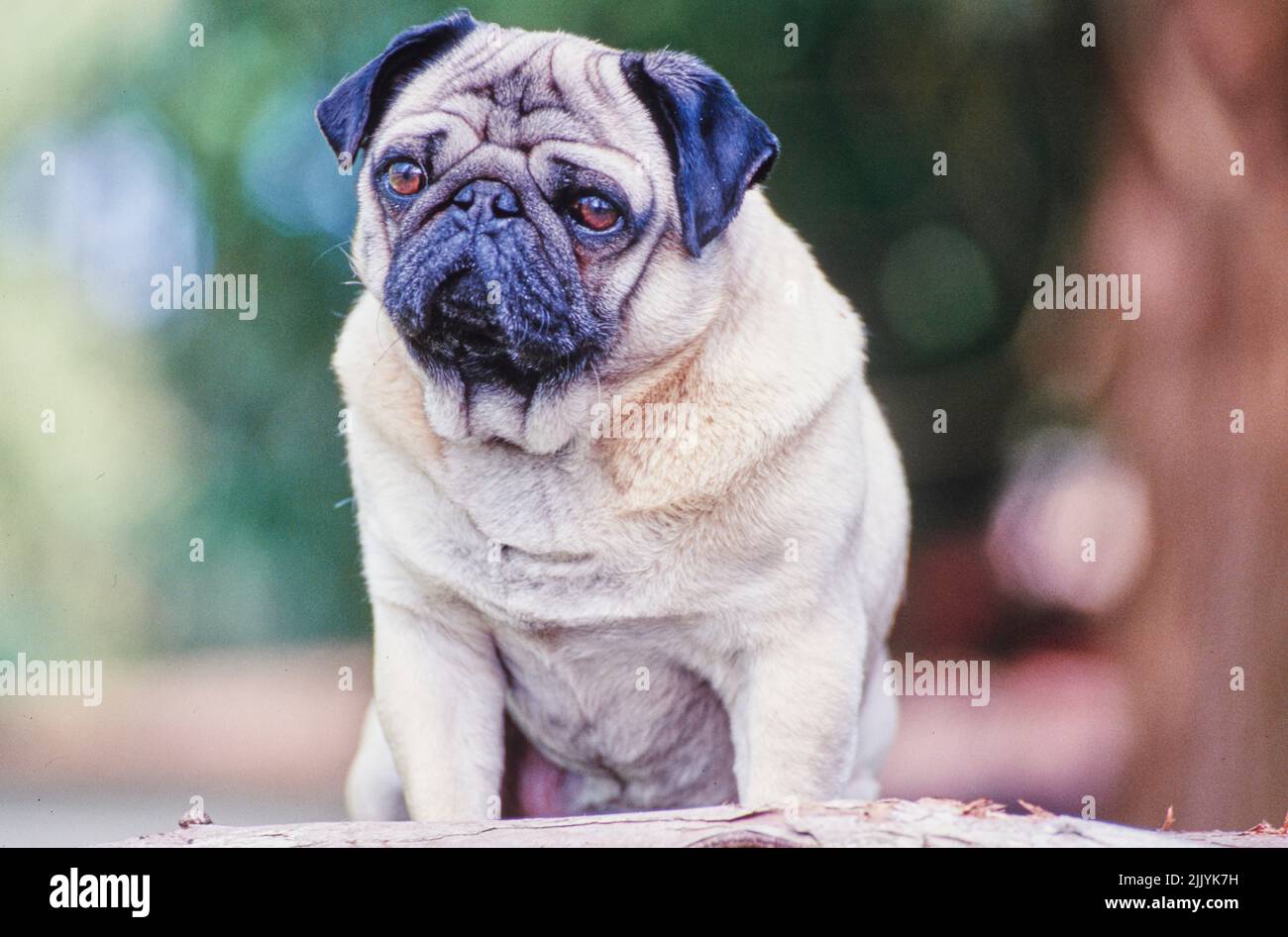 Dog log hi-res stock photography and images - Alamy