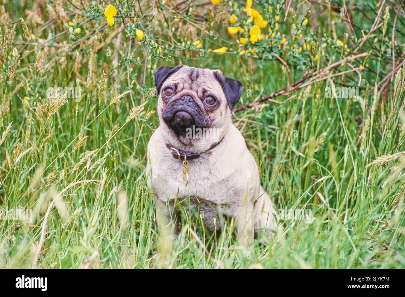 A pug in grass Stock Photo - Alamy