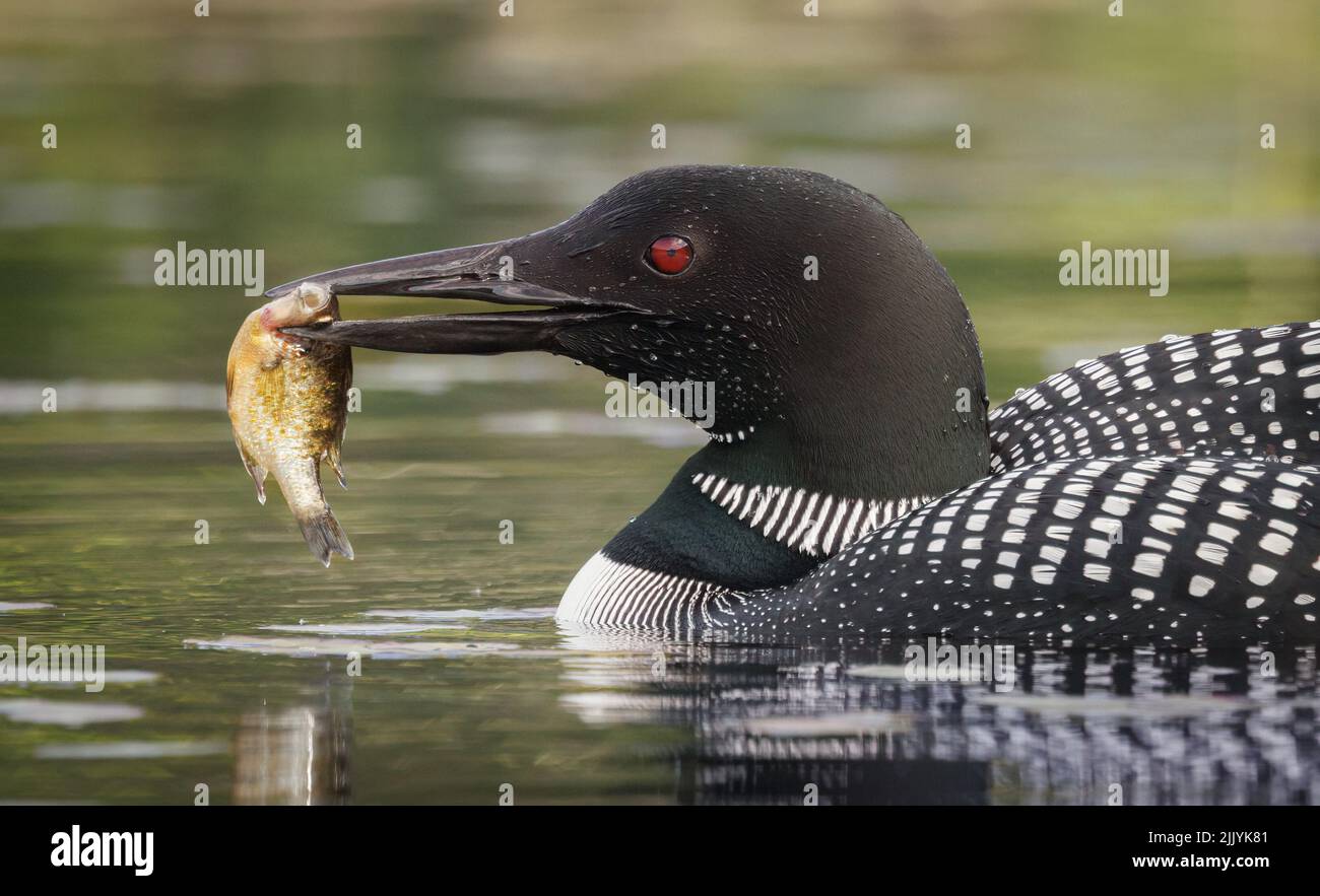 Common Loon and Chick in Maine Stock Photo - Alamy