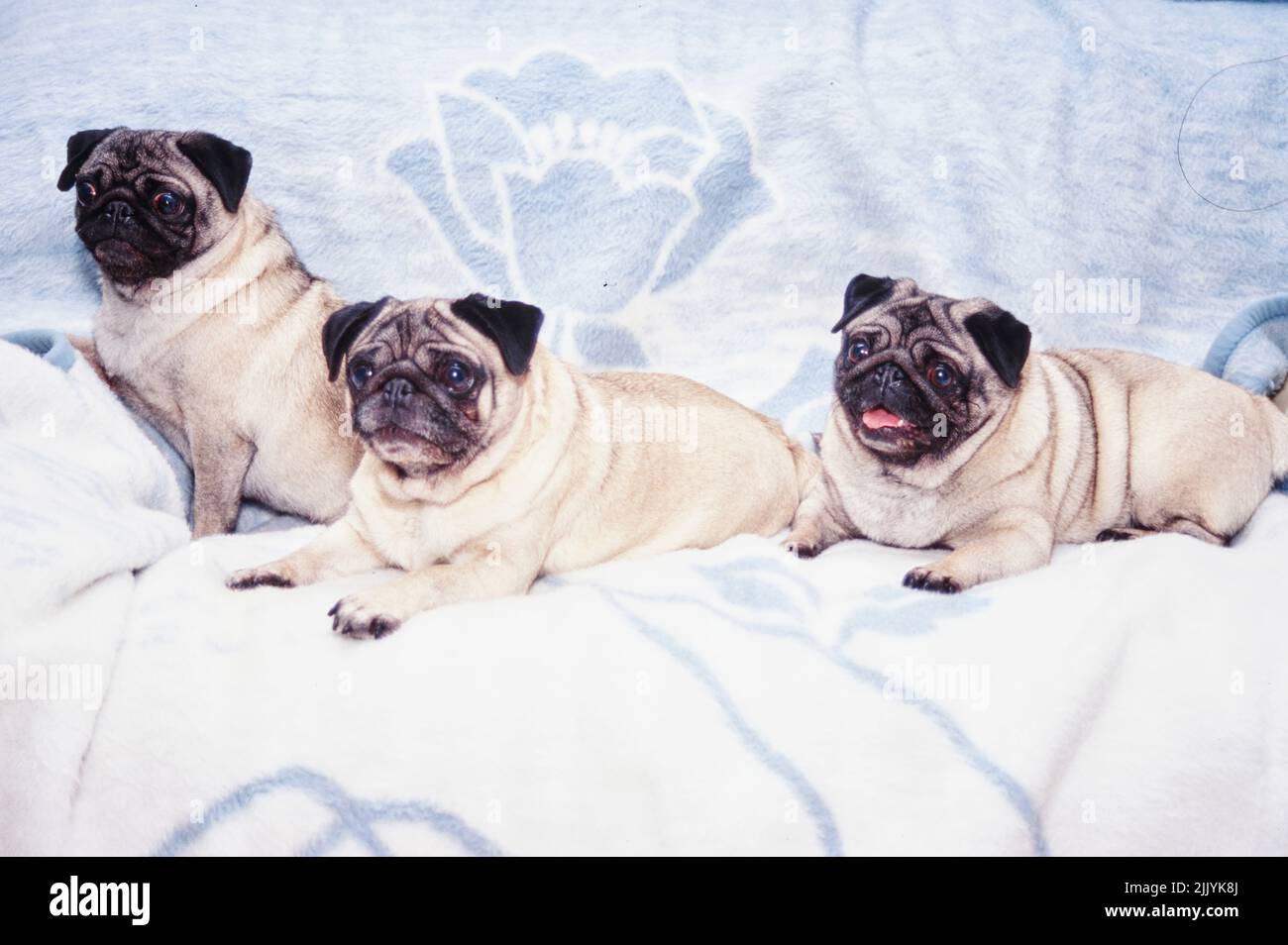 Three pug dogs on a blanket Stock Photo - Alamy