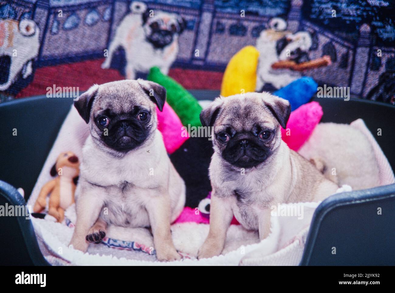 Pug puppies in a dog bed Stock Photo - Alamy