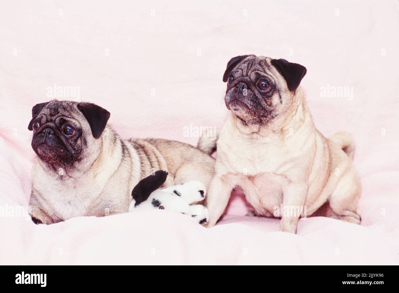 Dogs on blanket hi-res stock photography and images - Alamy