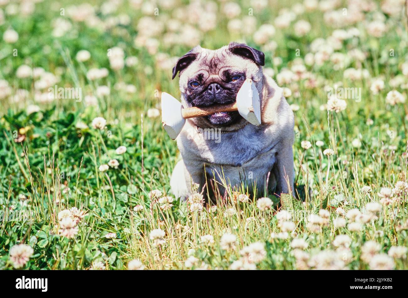 A pug dog in wildflowers Stock Photo - Alamy