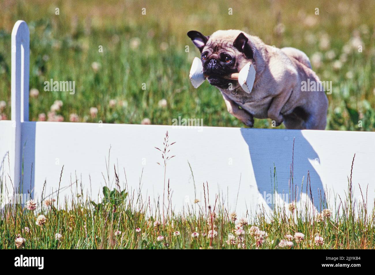 A pug dog on an agility course Stock Photo - Alamy