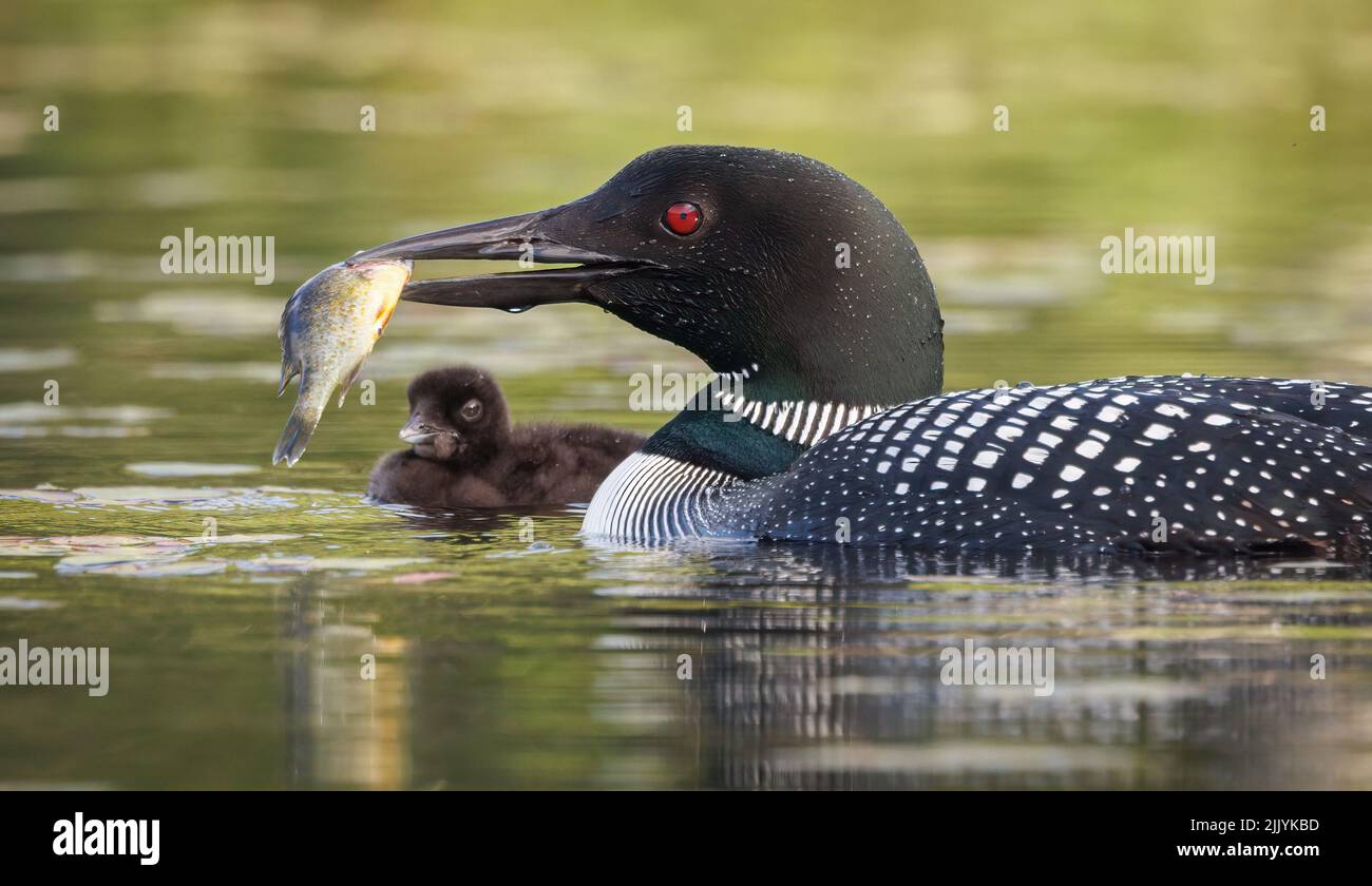 Common Loon and Chick in Maine Stock Photo - Alamy