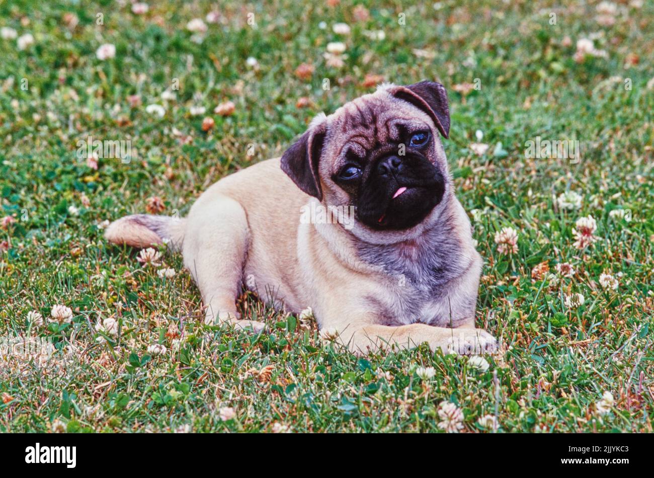 A pug dog in grass Stock Photo - Alamy