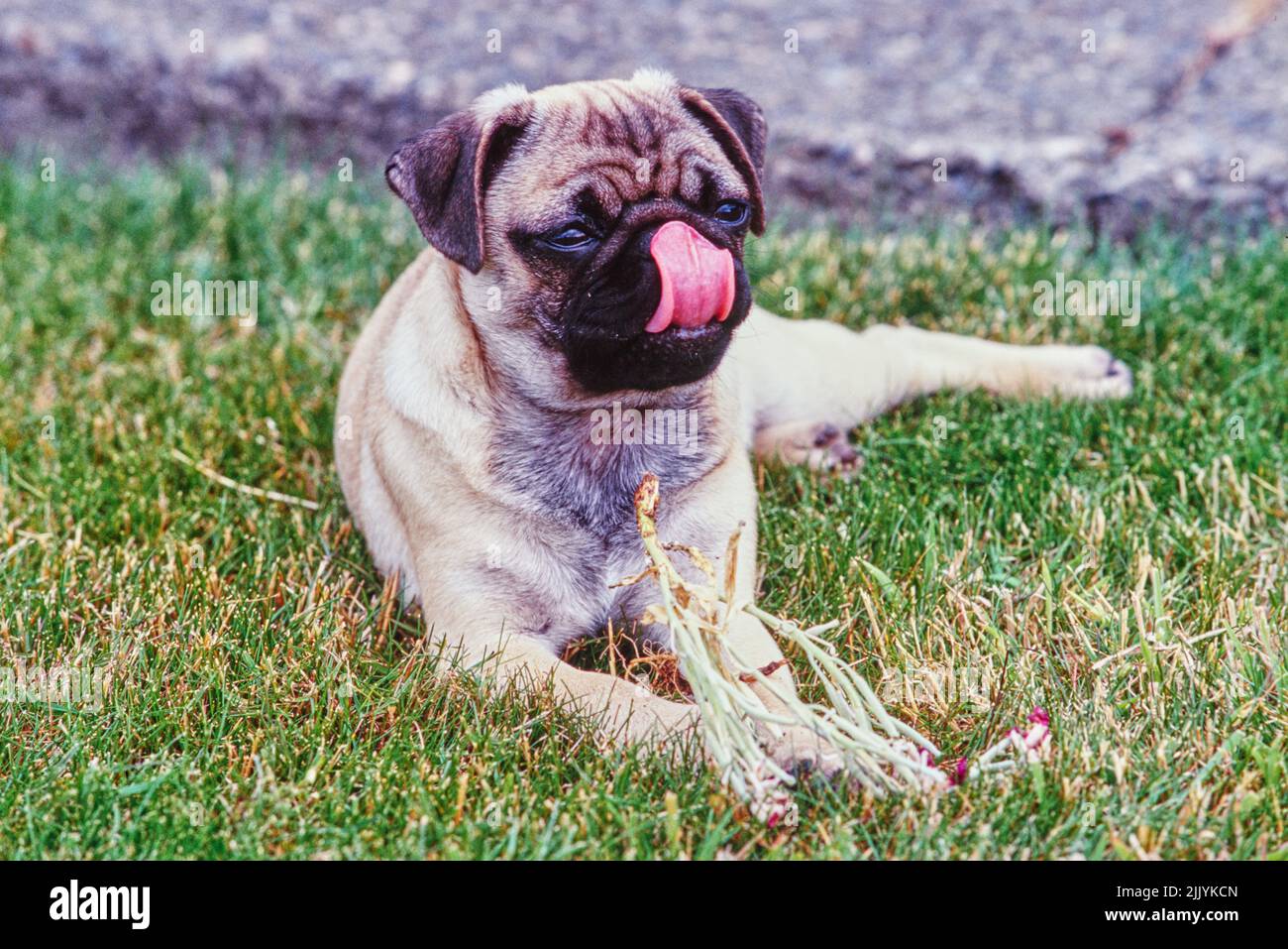 A pug dog in grass Stock Photo - Alamy
