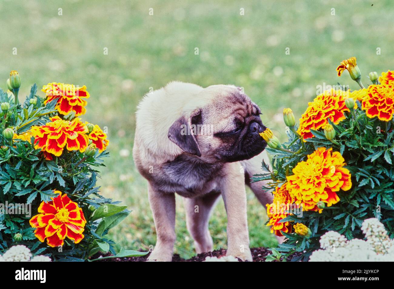Dog smelling flowers hi-res stock photography and images - Alamy
