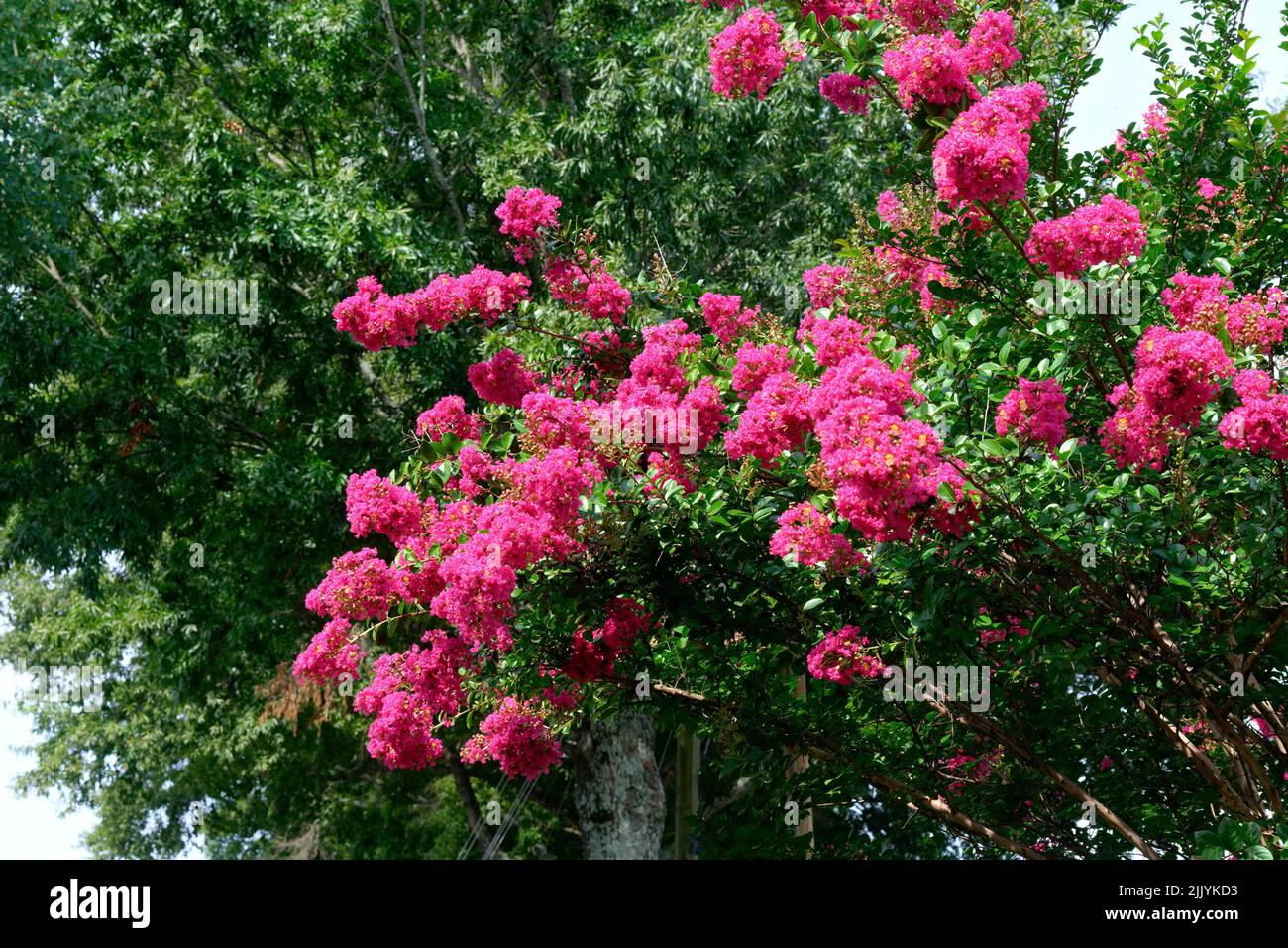 Pink Crepe Myrtle Blooms Stock Photo - Alamy