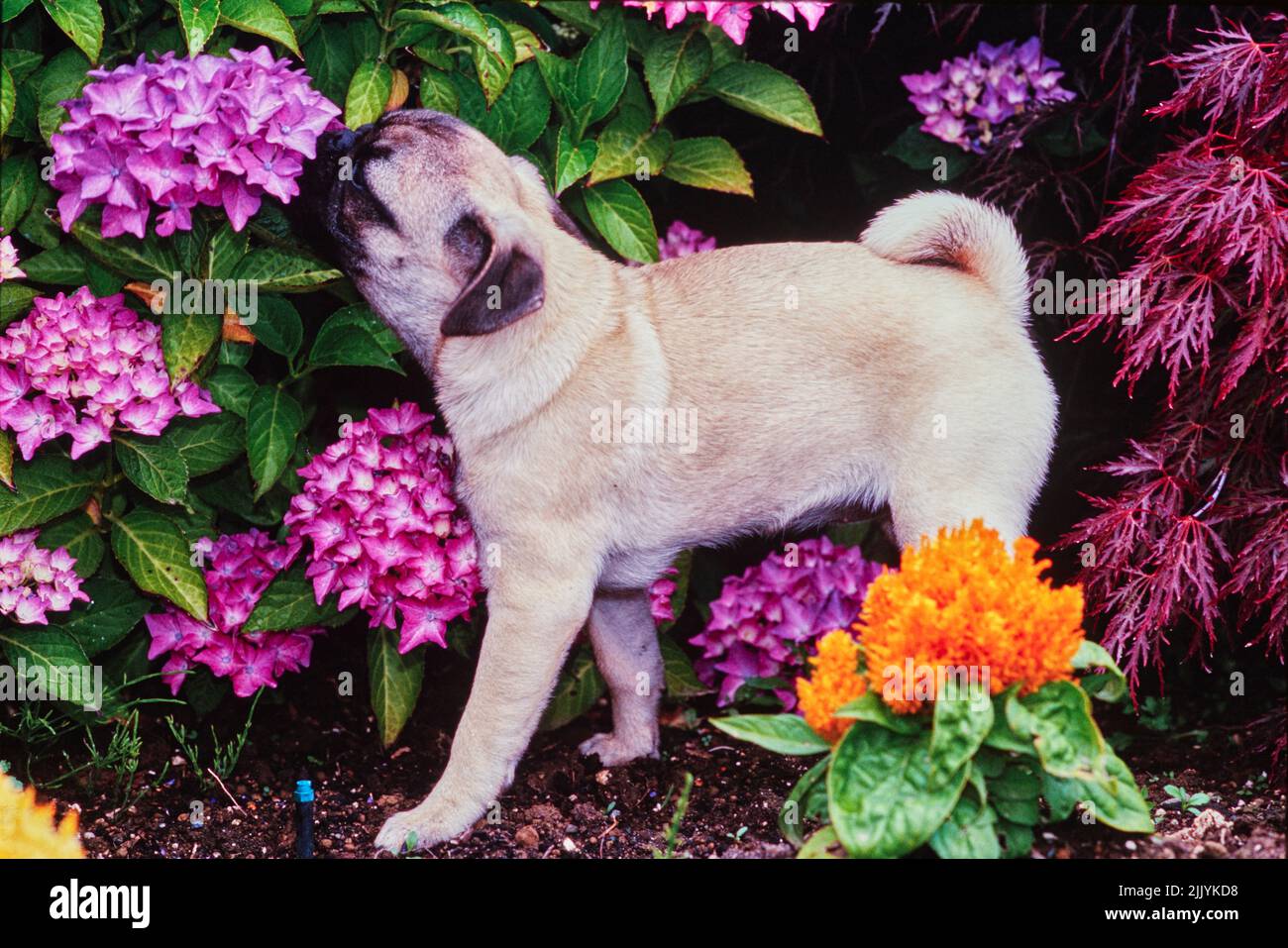 Dog smelling flowers hi-res stock photography and images - Alamy
